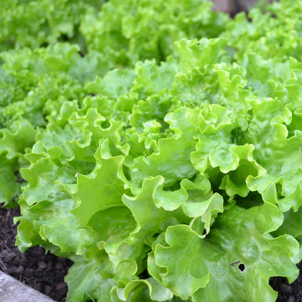 Royalveg - Fresh Produce Specialists